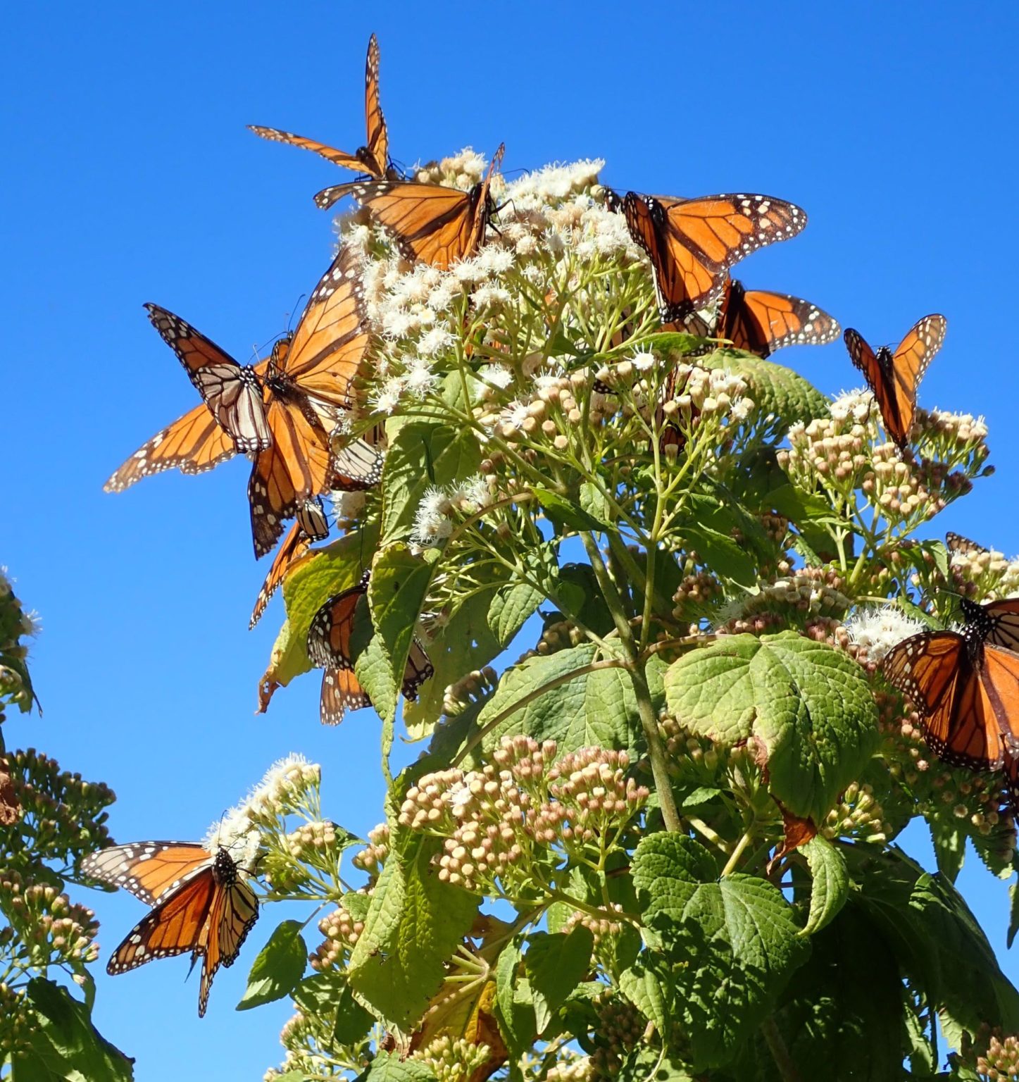 The Amazing Monarch Butterfly Migration - On To New Adventures!